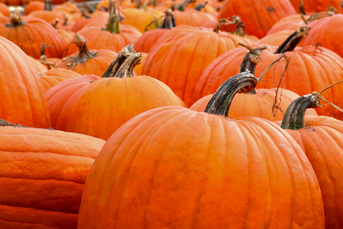 How to Grow Festival-Worthy Pumpkins