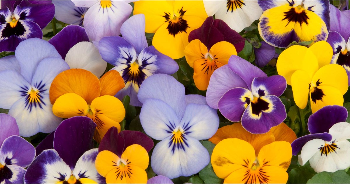 April Gardening Checklist