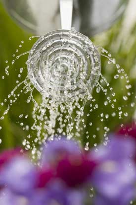 1-2-3 of Watering Techniques