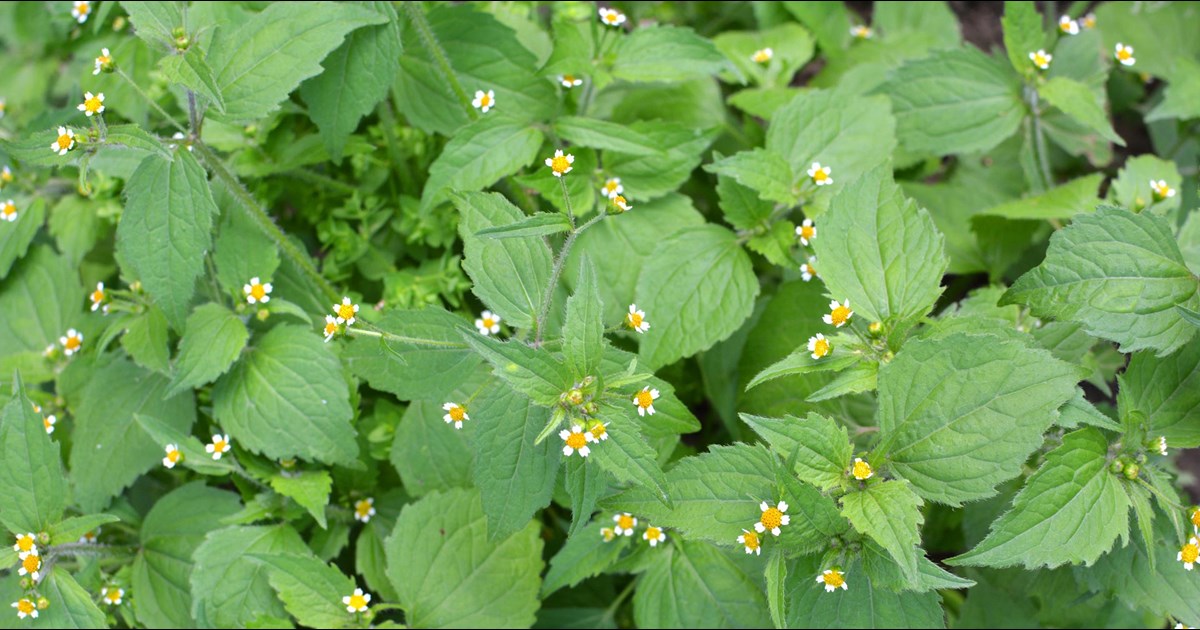 How to Control Hairy Galinsoga