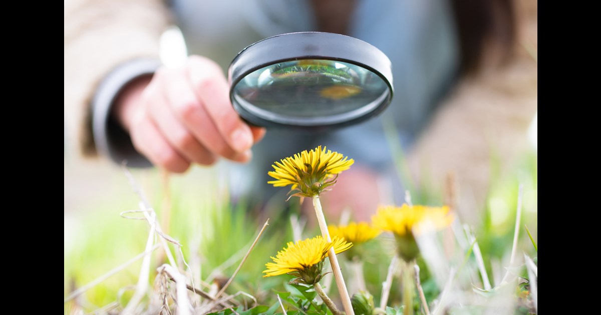 What Can Weeds Tell Us About Our Soil?