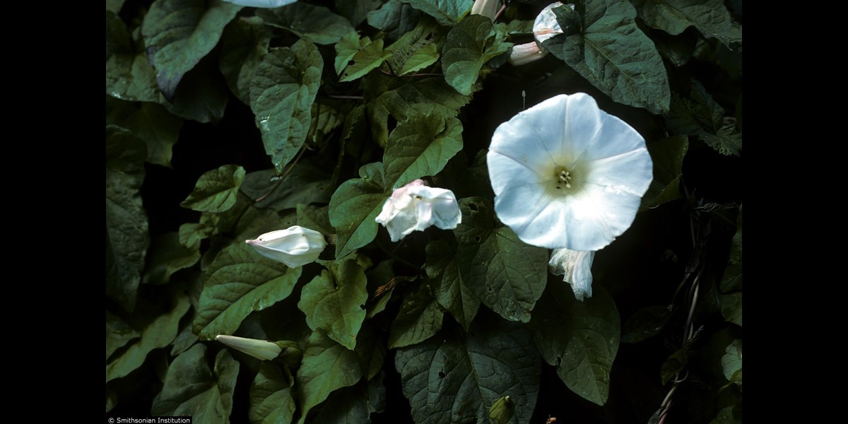 what kills convolvulus