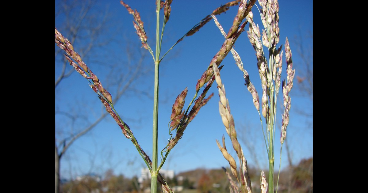 Johnson Grass Seed Head
