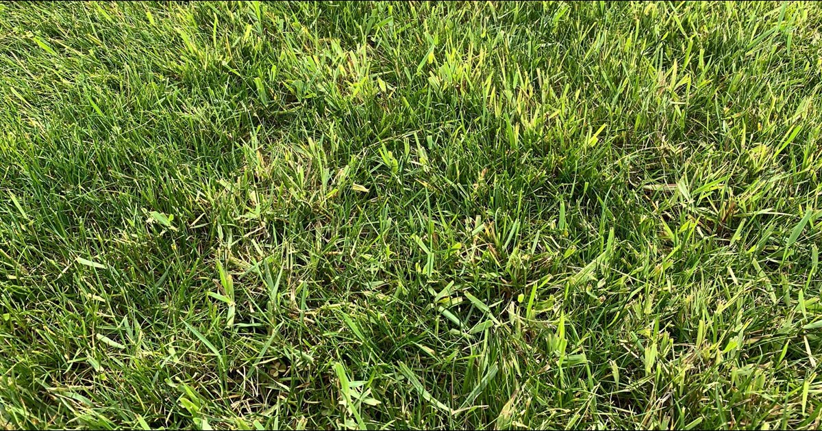 Grassy Weeds Hiding in Your Lawn