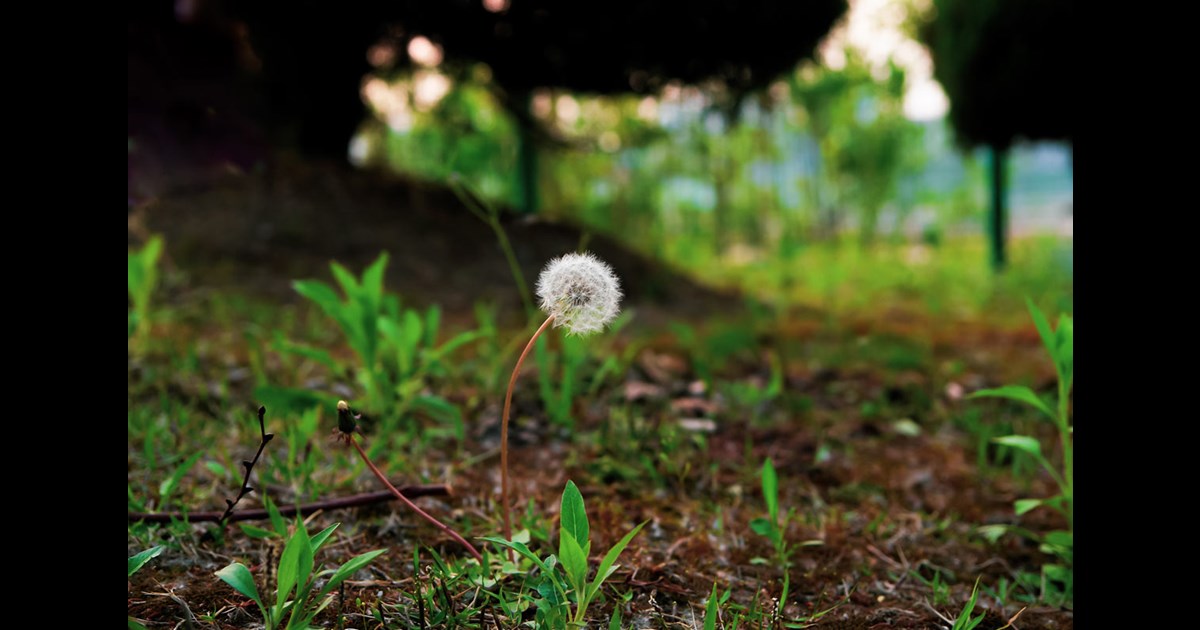 8 Common Garden Weed Mistakes