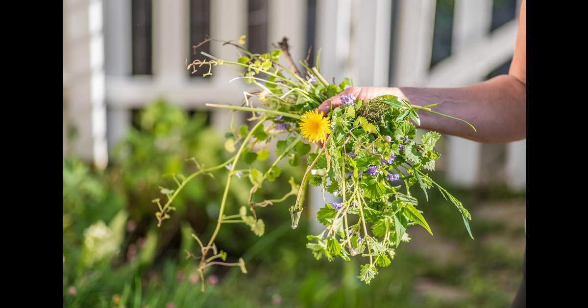 Facts About Weeds