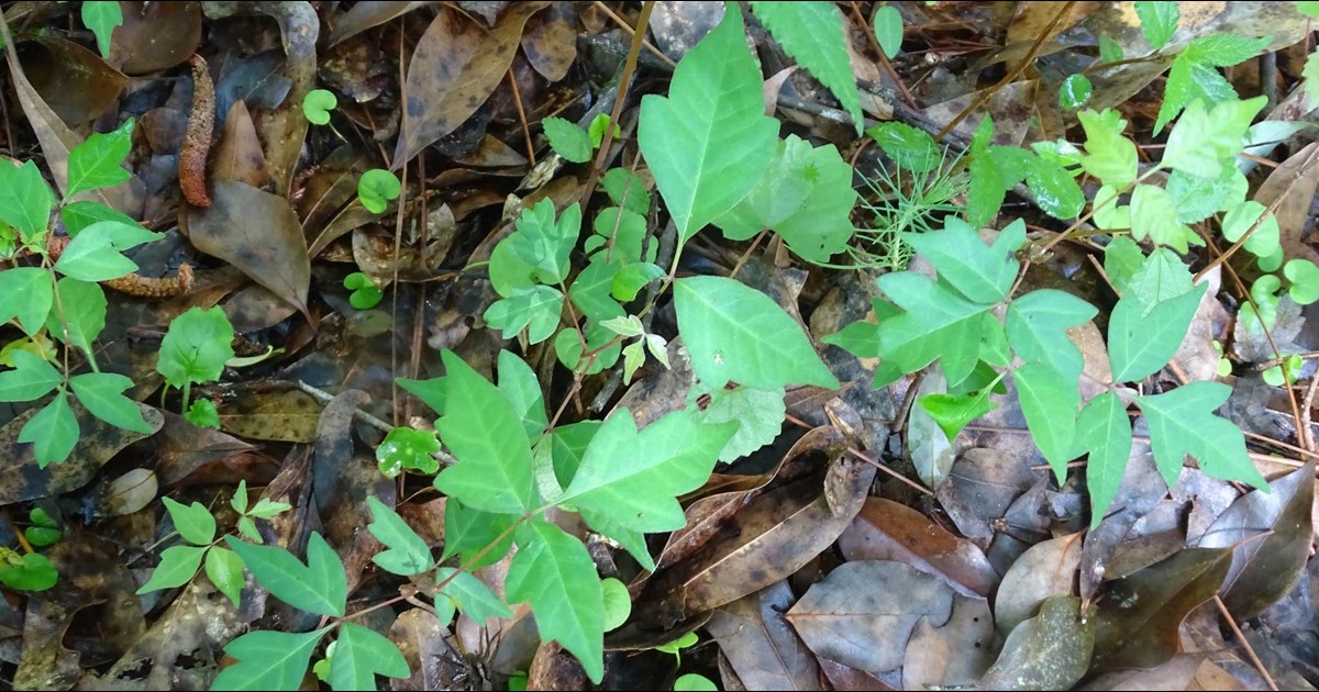 Poisonous Plants: Poison Ivy, Poison Oak, and Poison Sumac