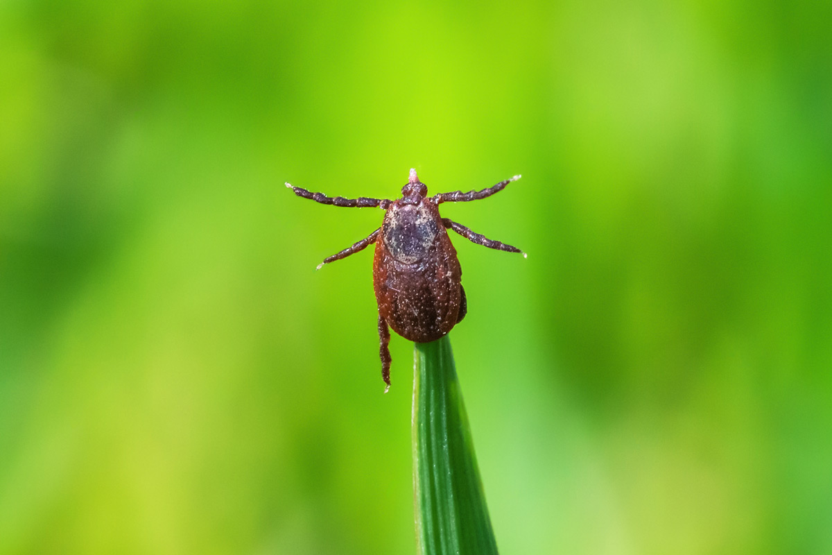 How to Avoid Tick Troubles in the Garden