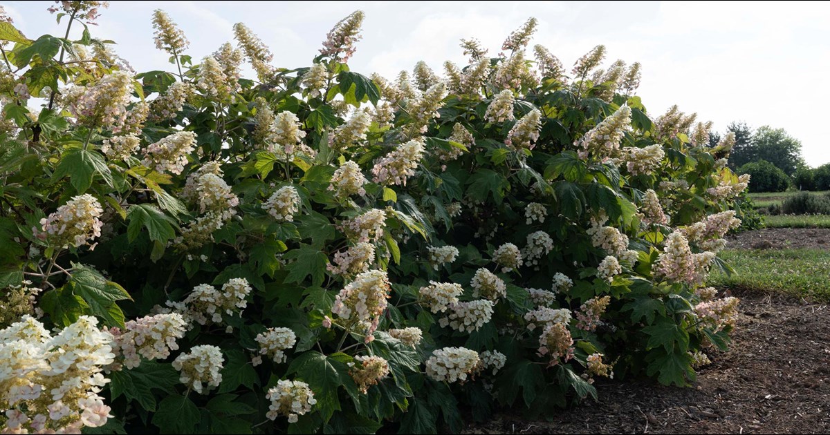 Seven of the Best New Trees and Shrubs in 2025