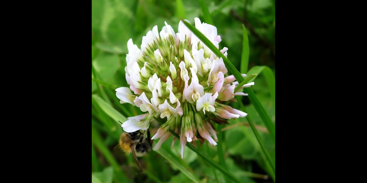 white clovers