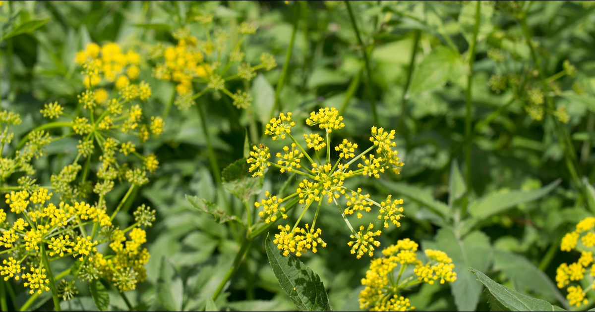 How to Control Wild Parsnip