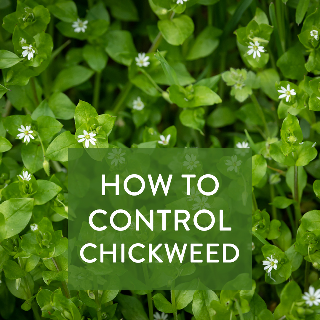 How to Control Chickweed