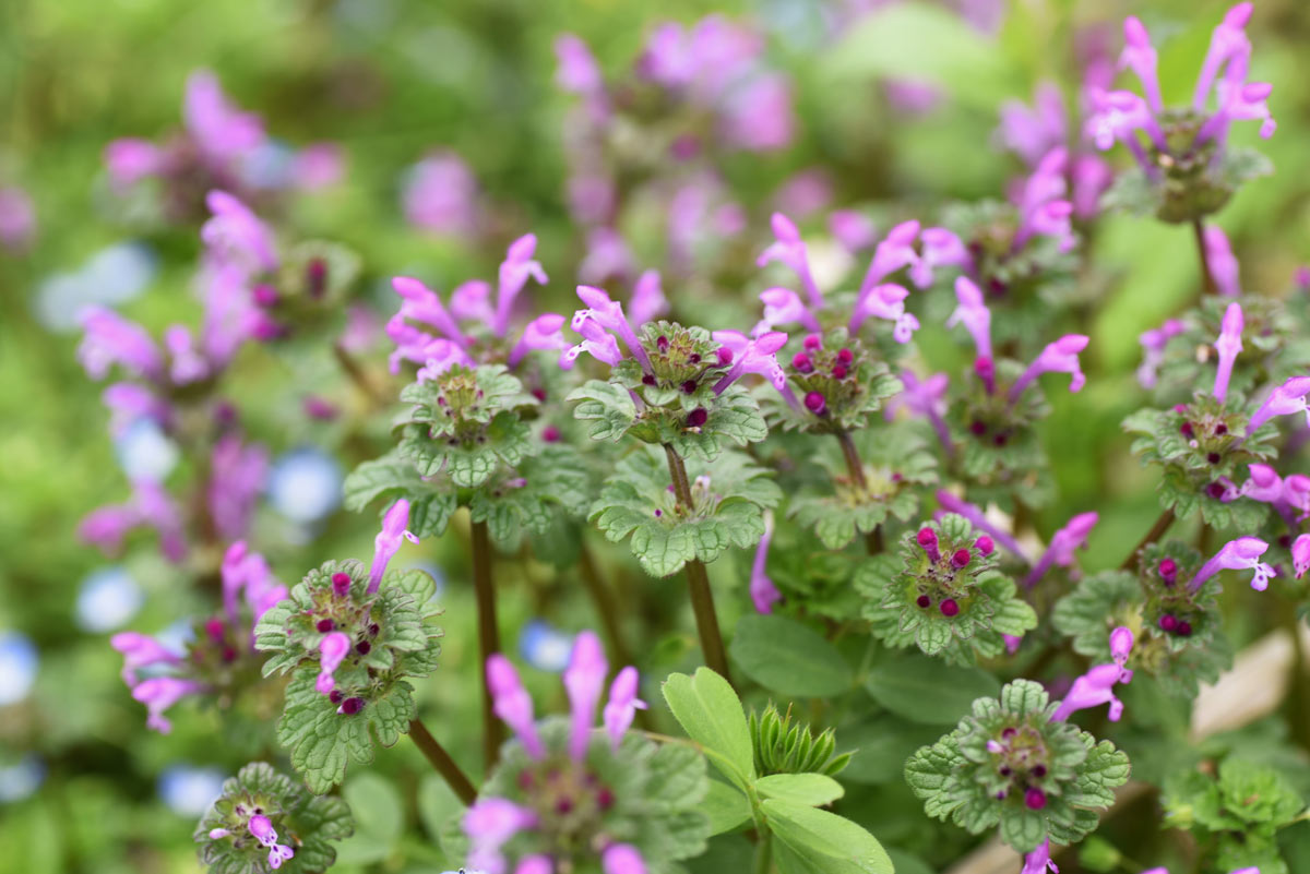 How to Control Henbit