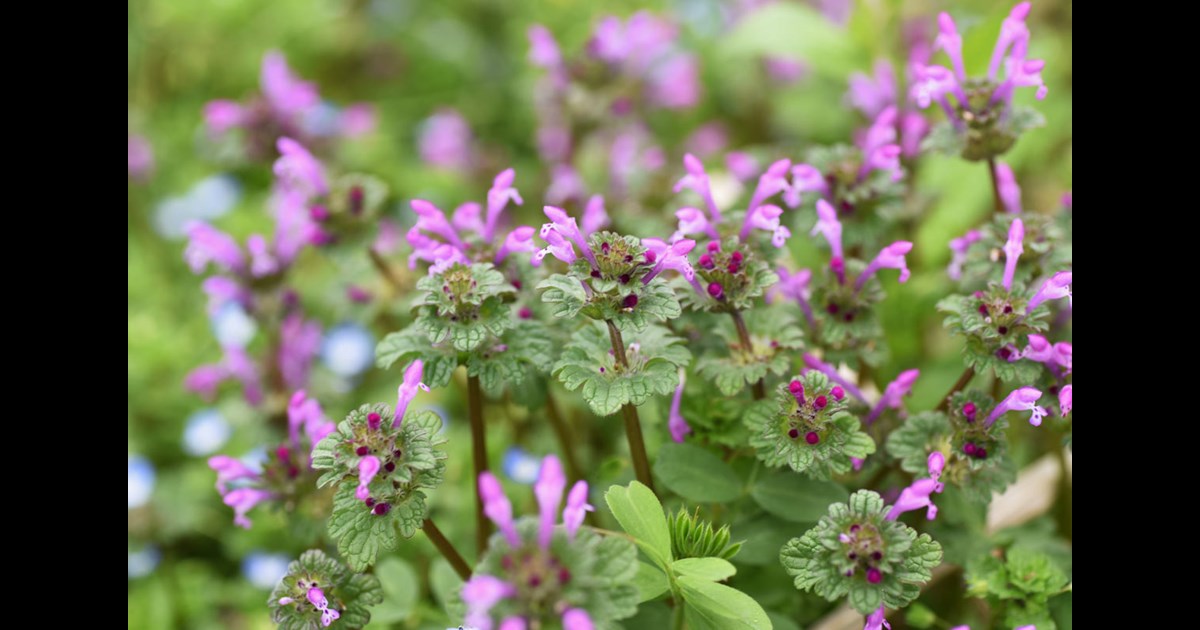 How to Control Henbit