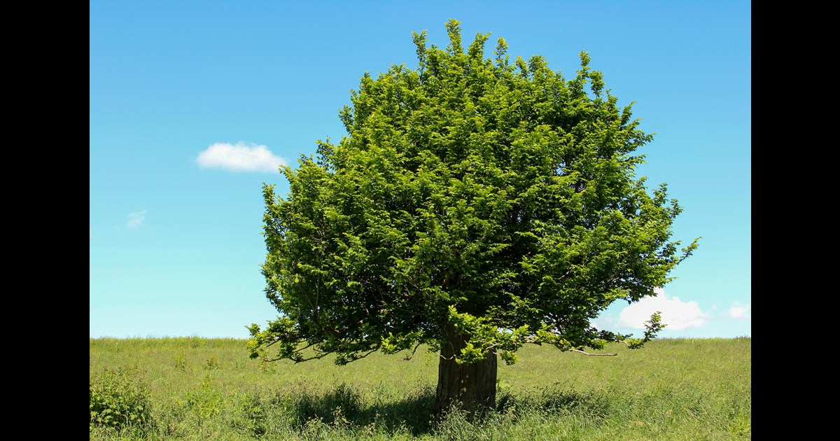 7 Trees That Can Withstand the Heat