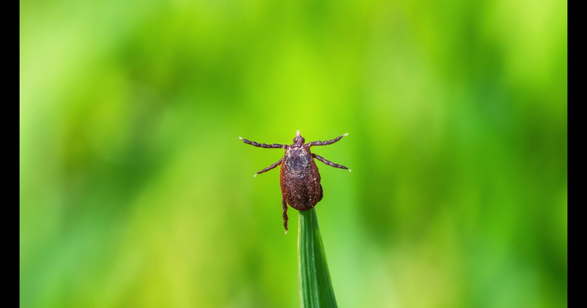 How to Avoid Tick Troubles in the Garden