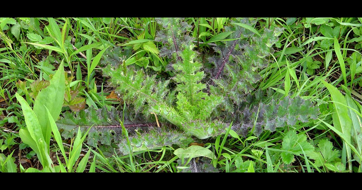 How to Get Rid of the Toughest of Weeds