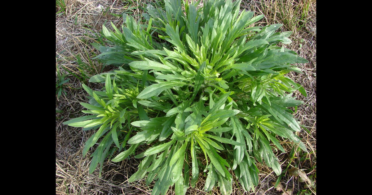 marestail