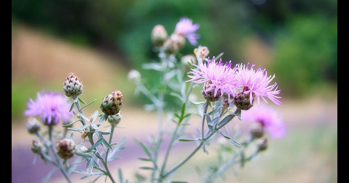 Weed or Wildflower? Summer Weeds that Look Like Native Plants