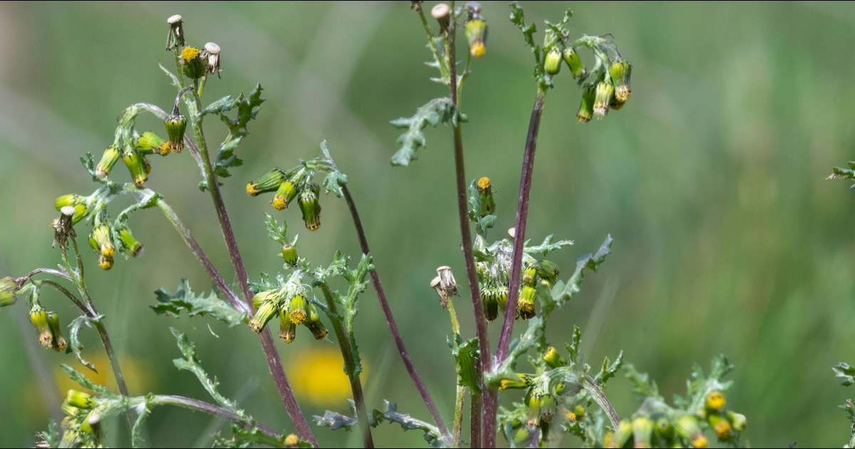 How to Control Groundsel
