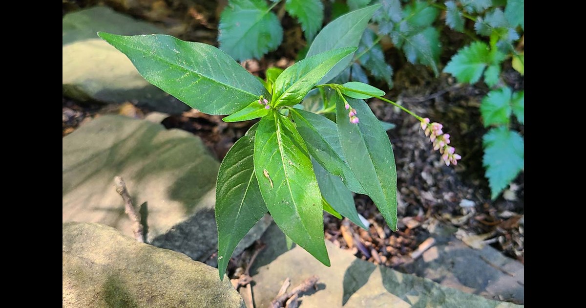 How to Control Pennsylvania Smartweed