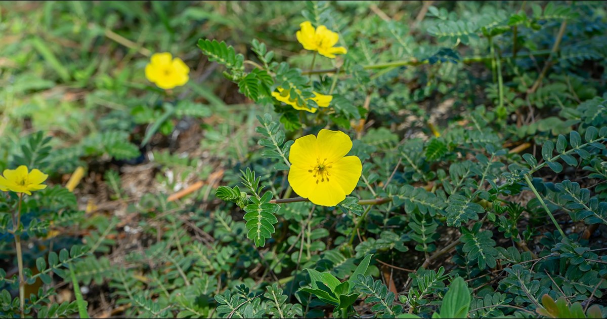 How to Control Puncturevine