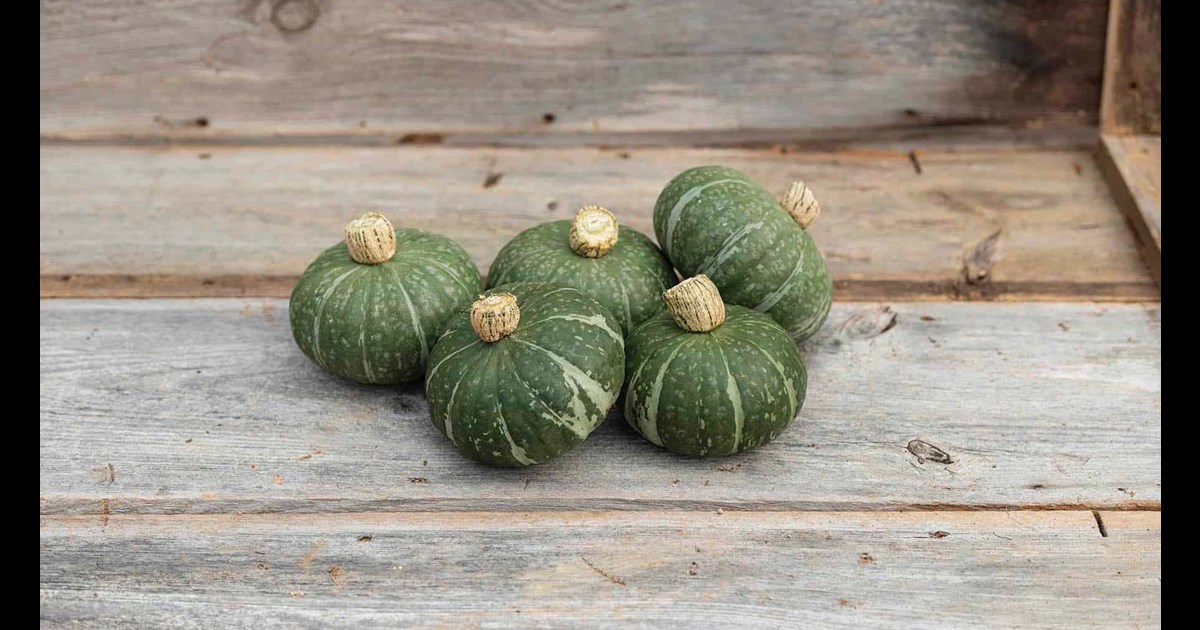 Six New Award-Winning Vegetables for Your Garden